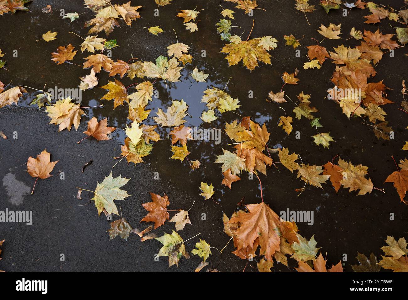 Fallen leaf in puddle hi-res stock photography and images - Alamy