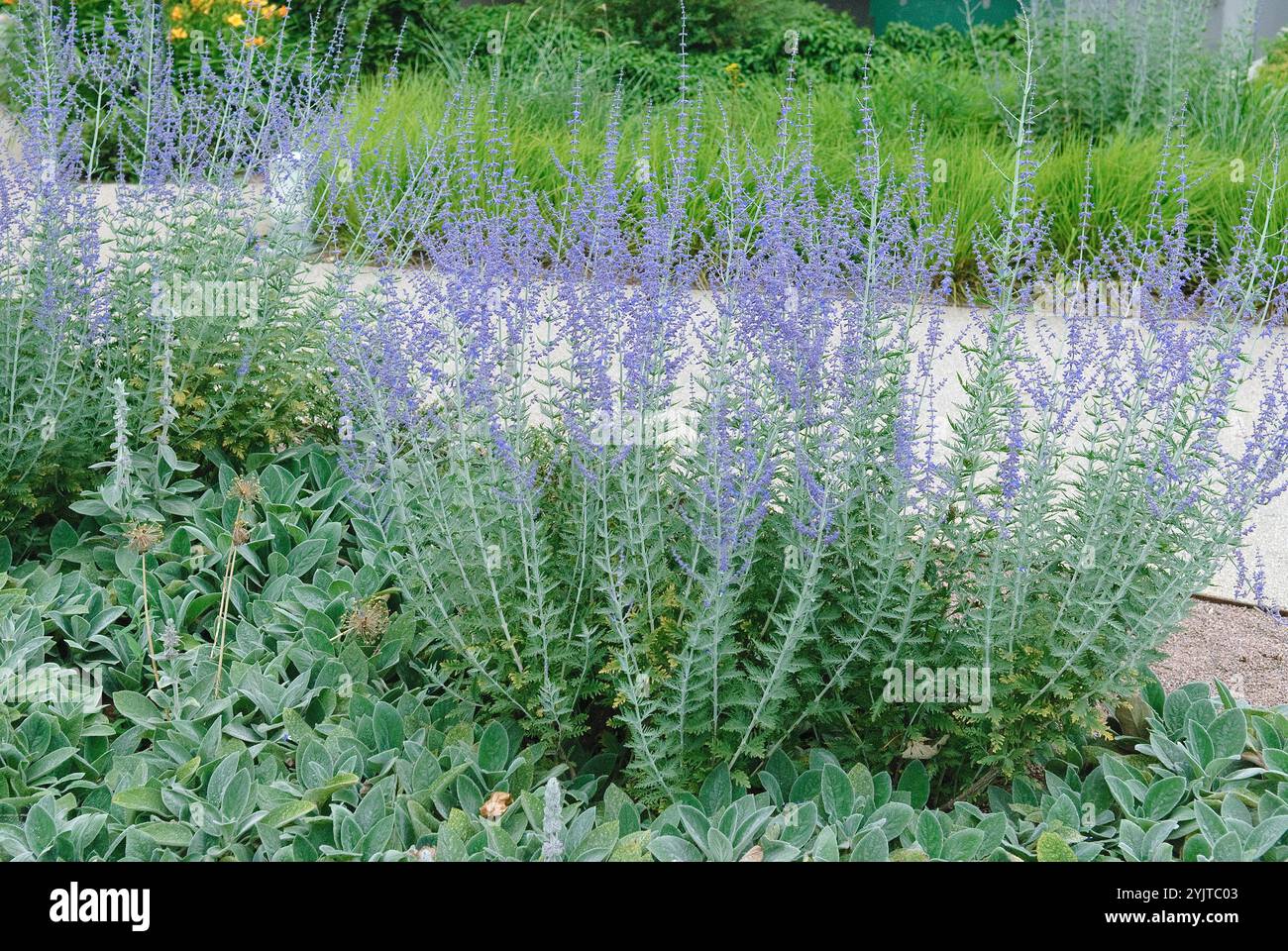 Silberraute, Perovskia abrotanoides Little Spire, , Stachys byzantina ...