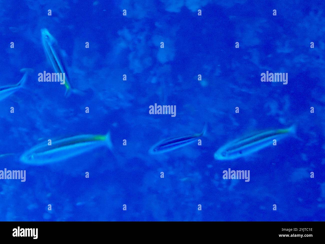 Ray-finned Fishes (Actinopterygii Stock Photo - Alamy