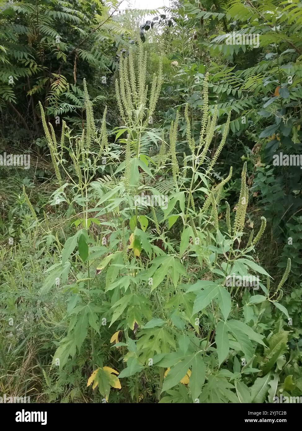 giant ragweed (Ambrosia trifida Stock Photo - Alamy