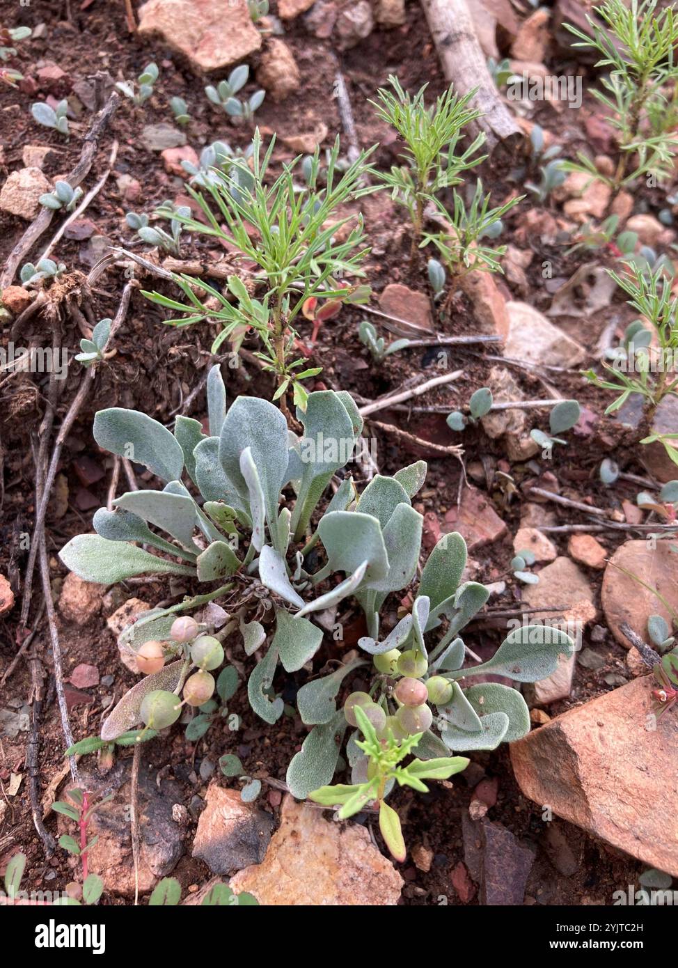 White Mountain Bladderpod (Physaria pinetorum Stock Photo - Alamy
