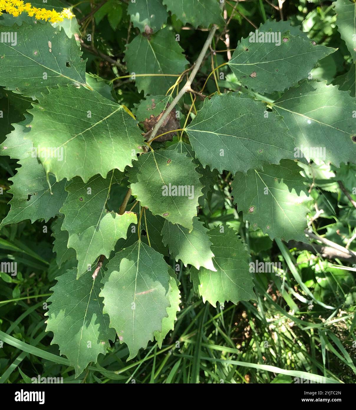 bigtooth aspen (Populus grandidentata Stock Photo - Alamy
