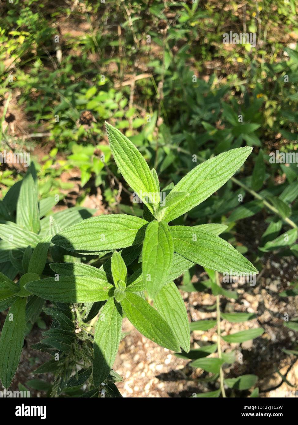 Marbleseed hi-res stock photography and images - Alamy