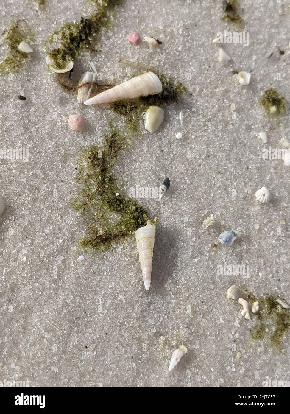 Boring Turretsnail (Turritella acropora Stock Photo - Alamy