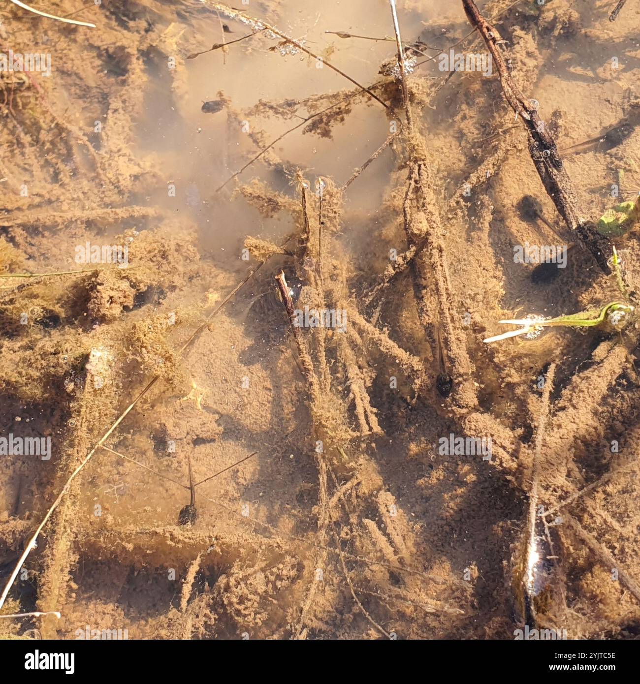 Common Eastern Froglet (Crinia signifera Stock Photo - Alamy