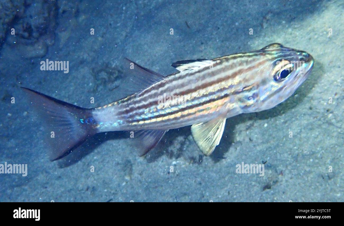 Tiger Cardinalfish (Cheilodipterus macrodon Stock Photo - Alamy