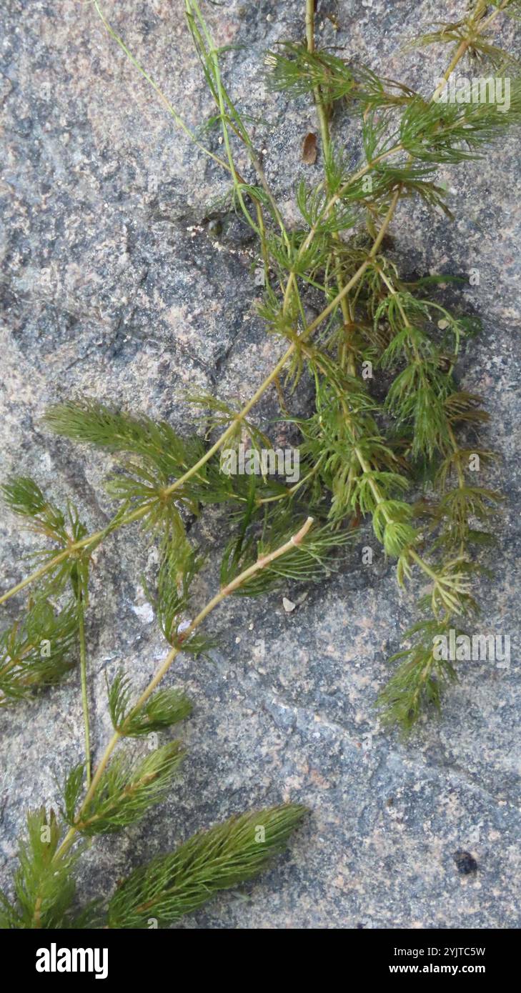 coontail (Ceratophyllum demersum Stock Photo - Alamy