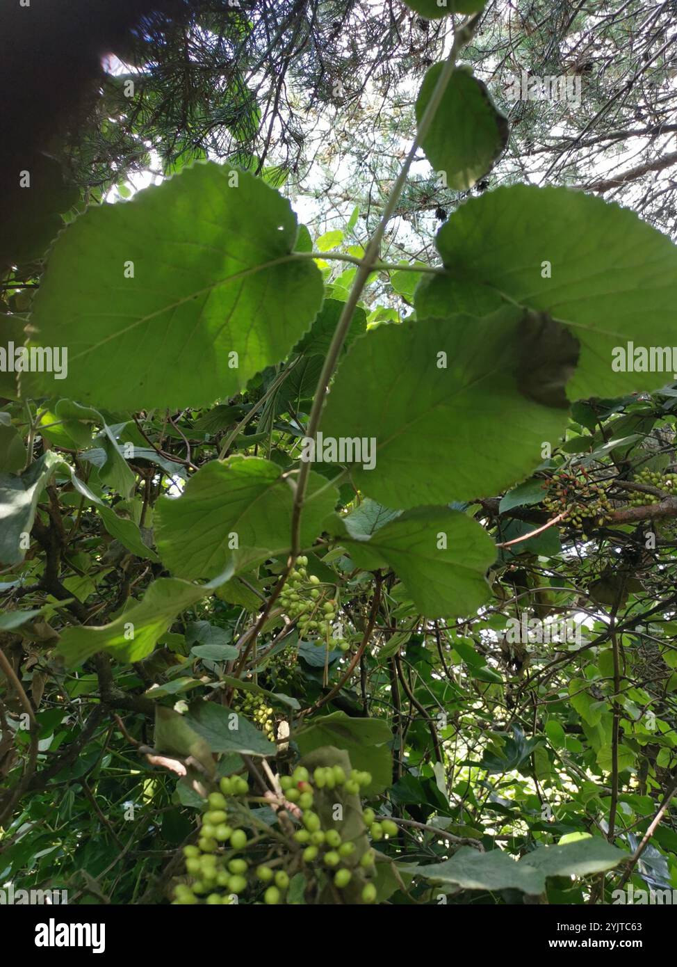 Wayfaring-tree (Viburnum lantana Stock Photo - Alamy