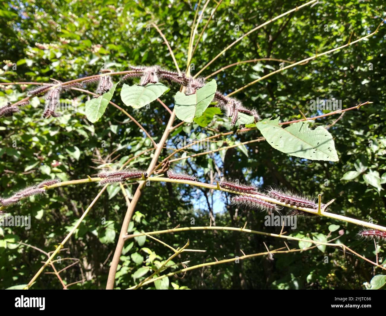 Walnut Caterpillar Moth (Datana integerrima Stock Photo - Alamy