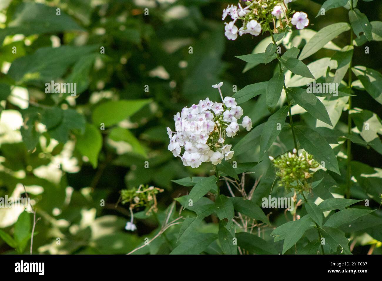 fall phlox (Phlox paniculata Stock Photo - Alamy