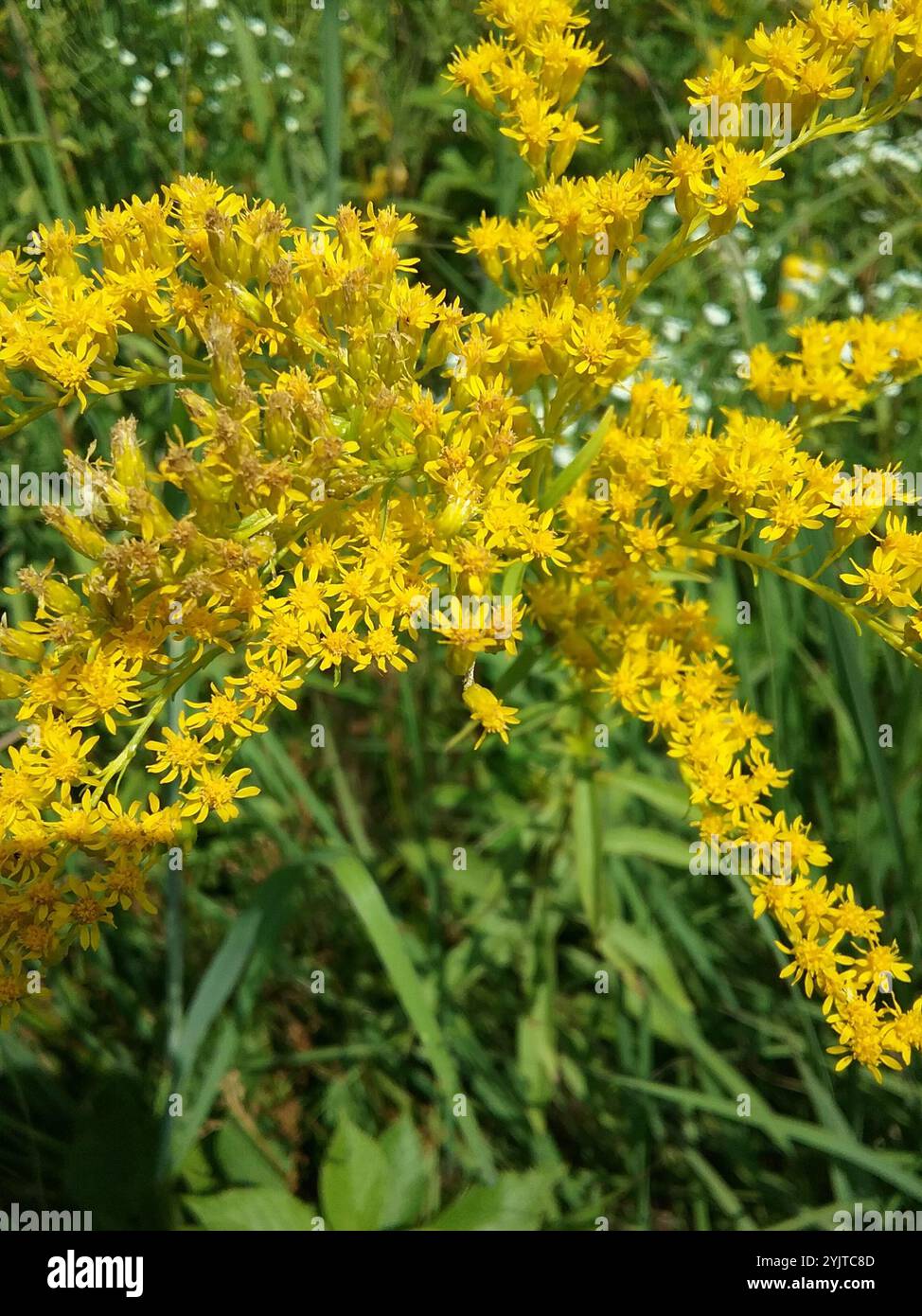 early goldenrod (Solidago juncea Stock Photo - Alamy