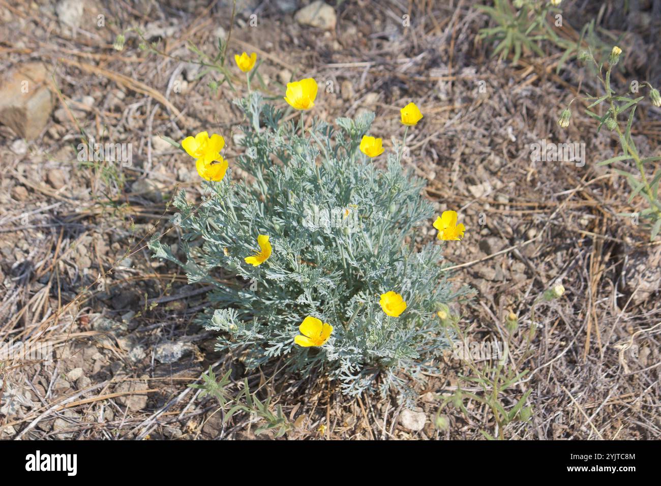 Desert Poppies (Eschscholzia Stock Photo - Alamy