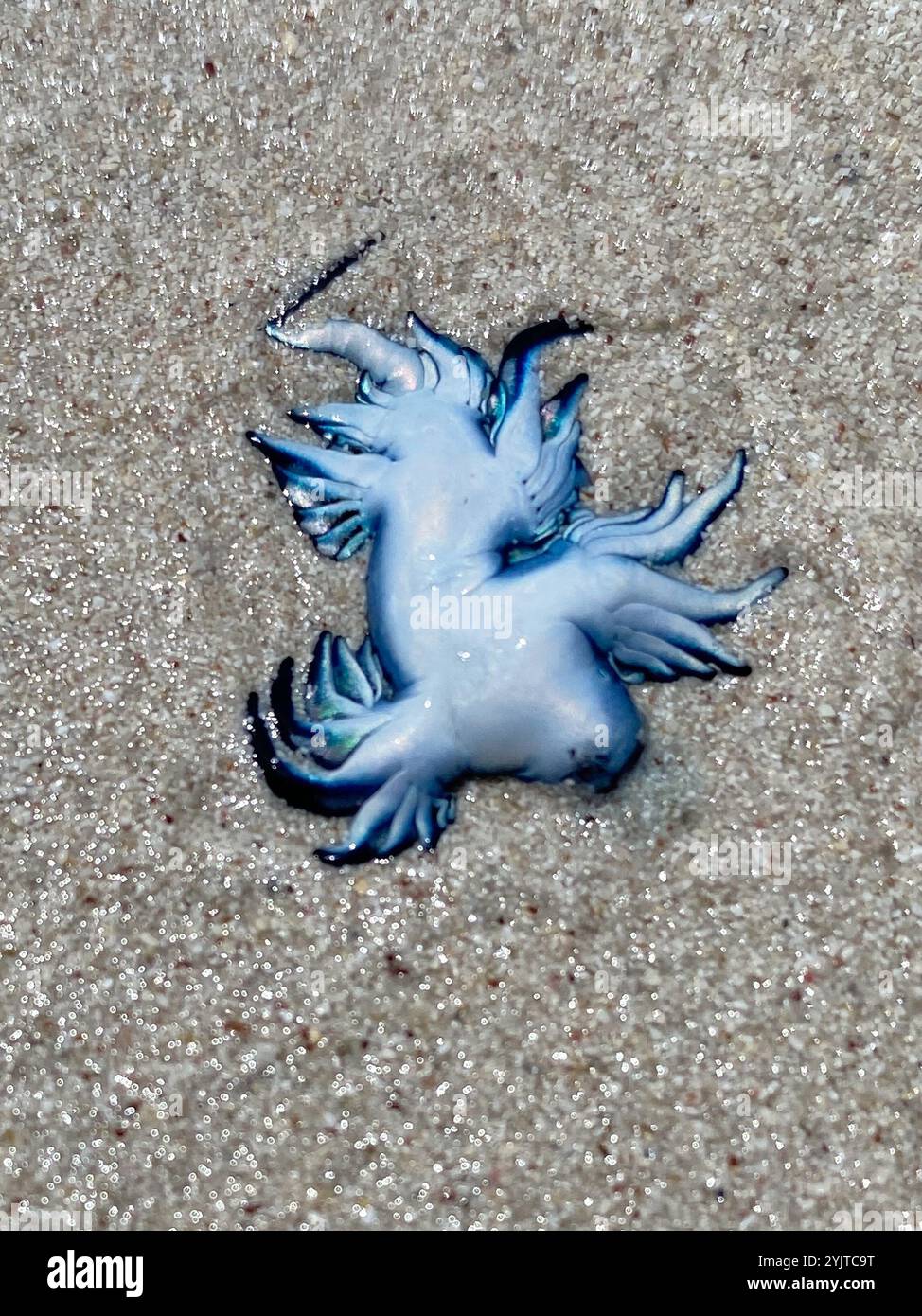 Sea Swallow (Glaucus atlanticus Stock Photo - Alamy