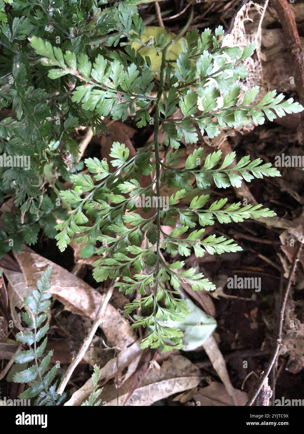 hen and chickens fern (Asplenium gracillimum Stock Photo - Alamy