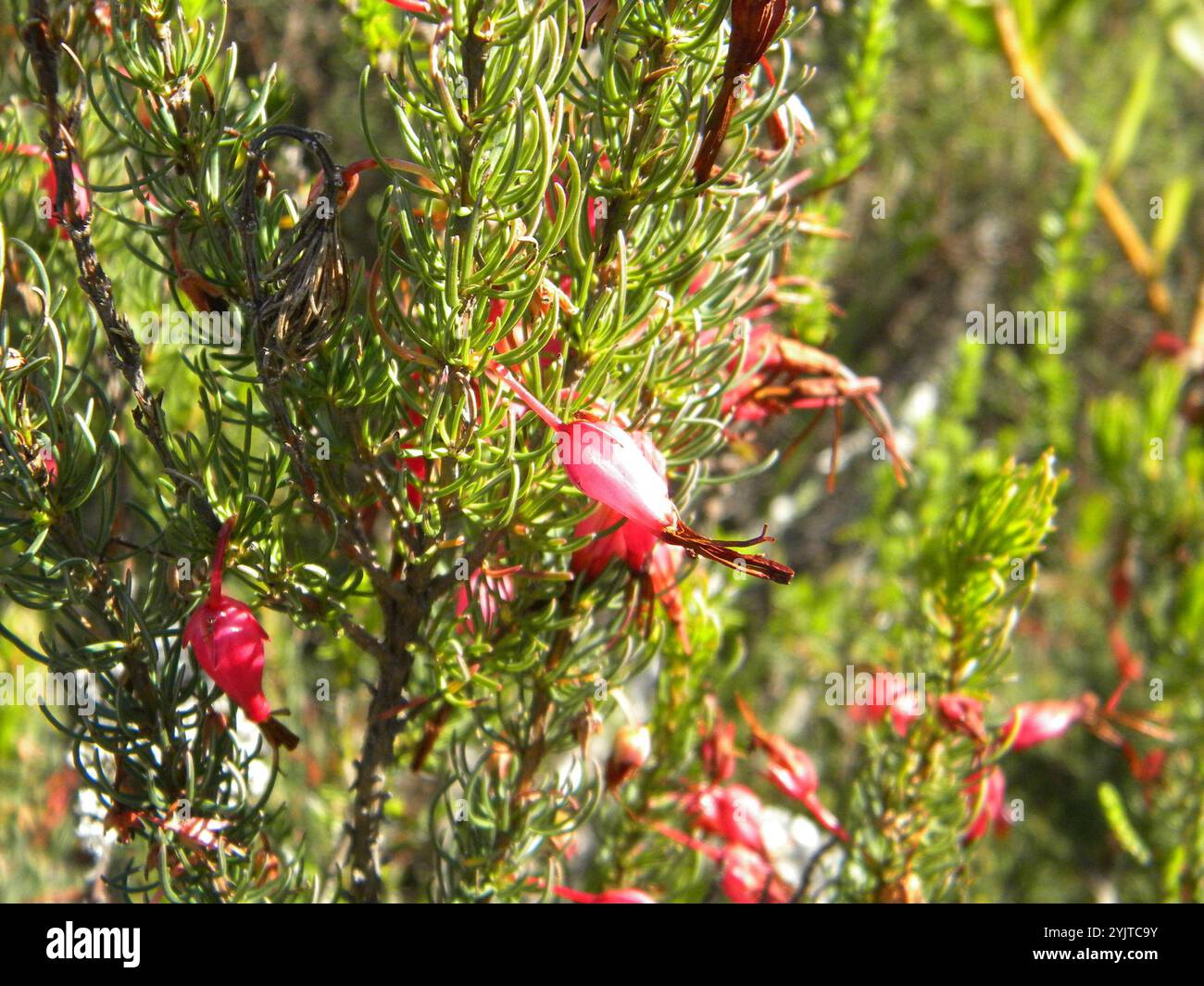 Browntongue Hangertjie (Erica plukenetii plukenetii Stock Photo - Alamy