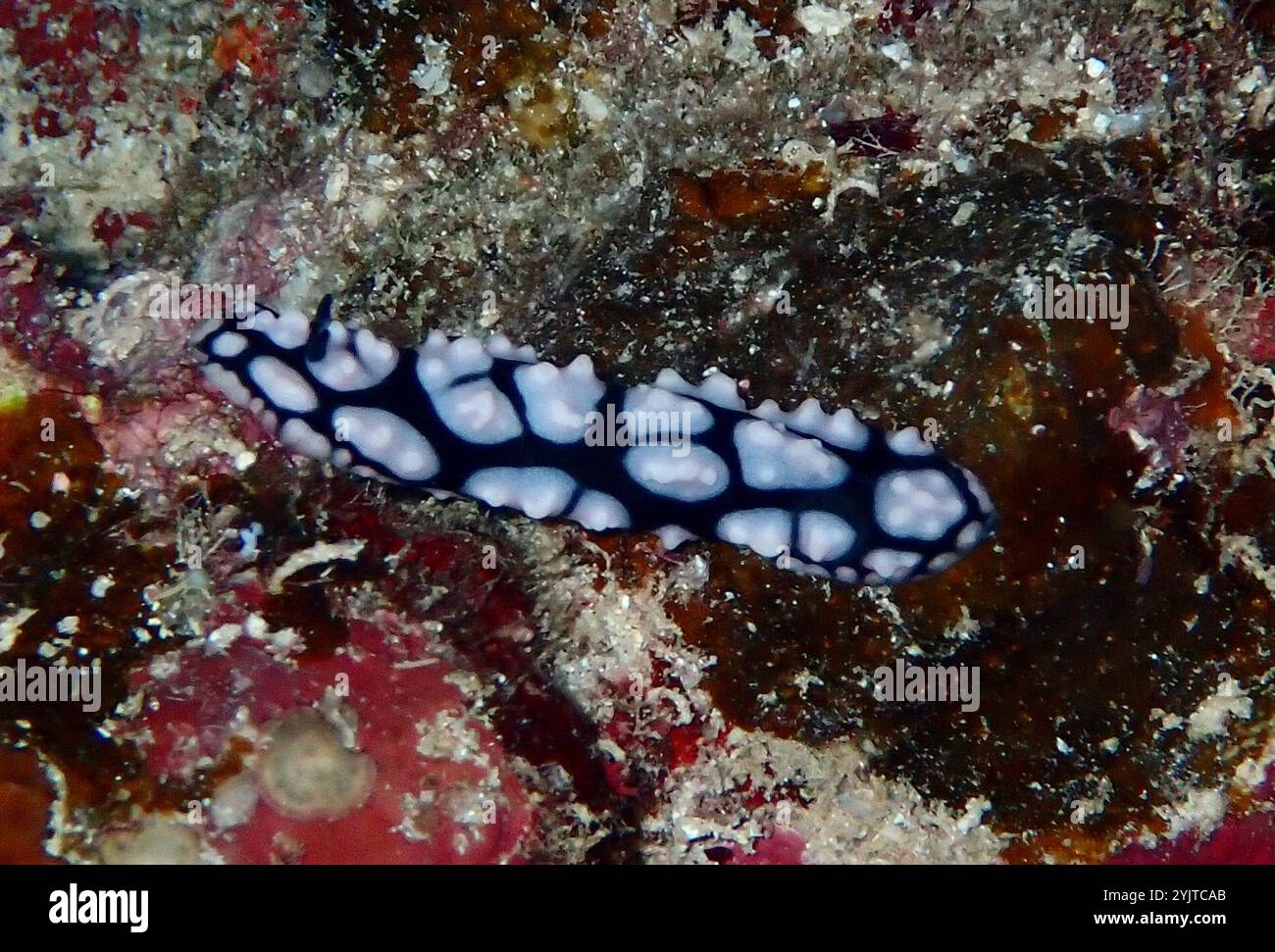 Pustulose Wart Slug (Phyllidiella pustulosa Stock Photo - Alamy