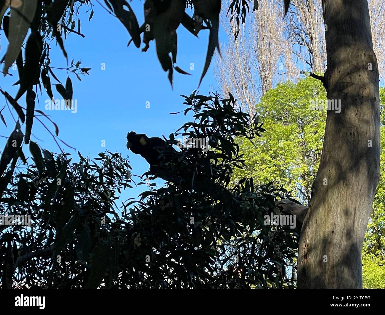Yellow-tailed Black Cockatoo (Zanda funerea Stock Photo - Alamy