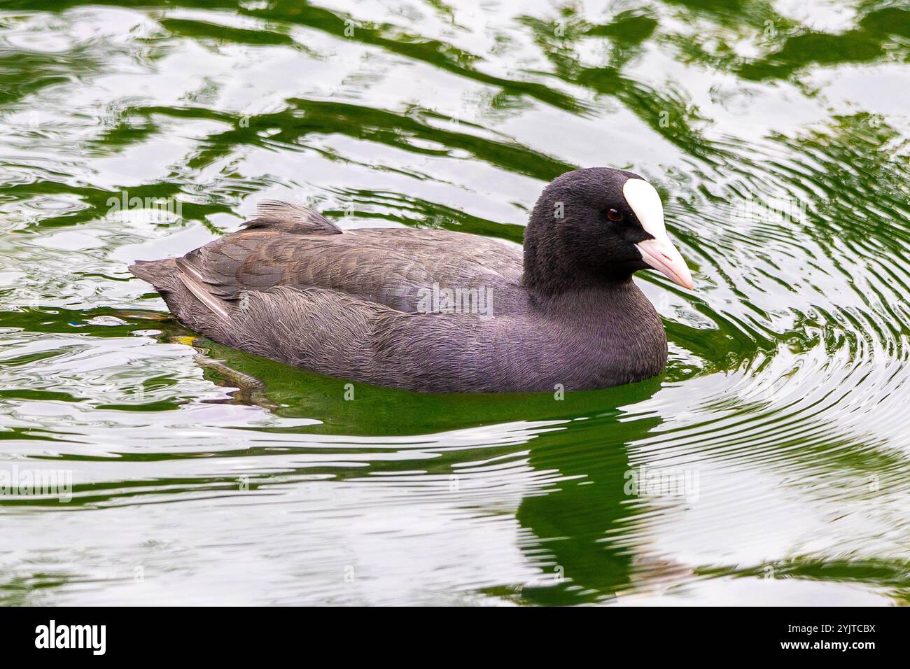 Common Coot swimming on a lake in the summer Stock Photo - Alamy