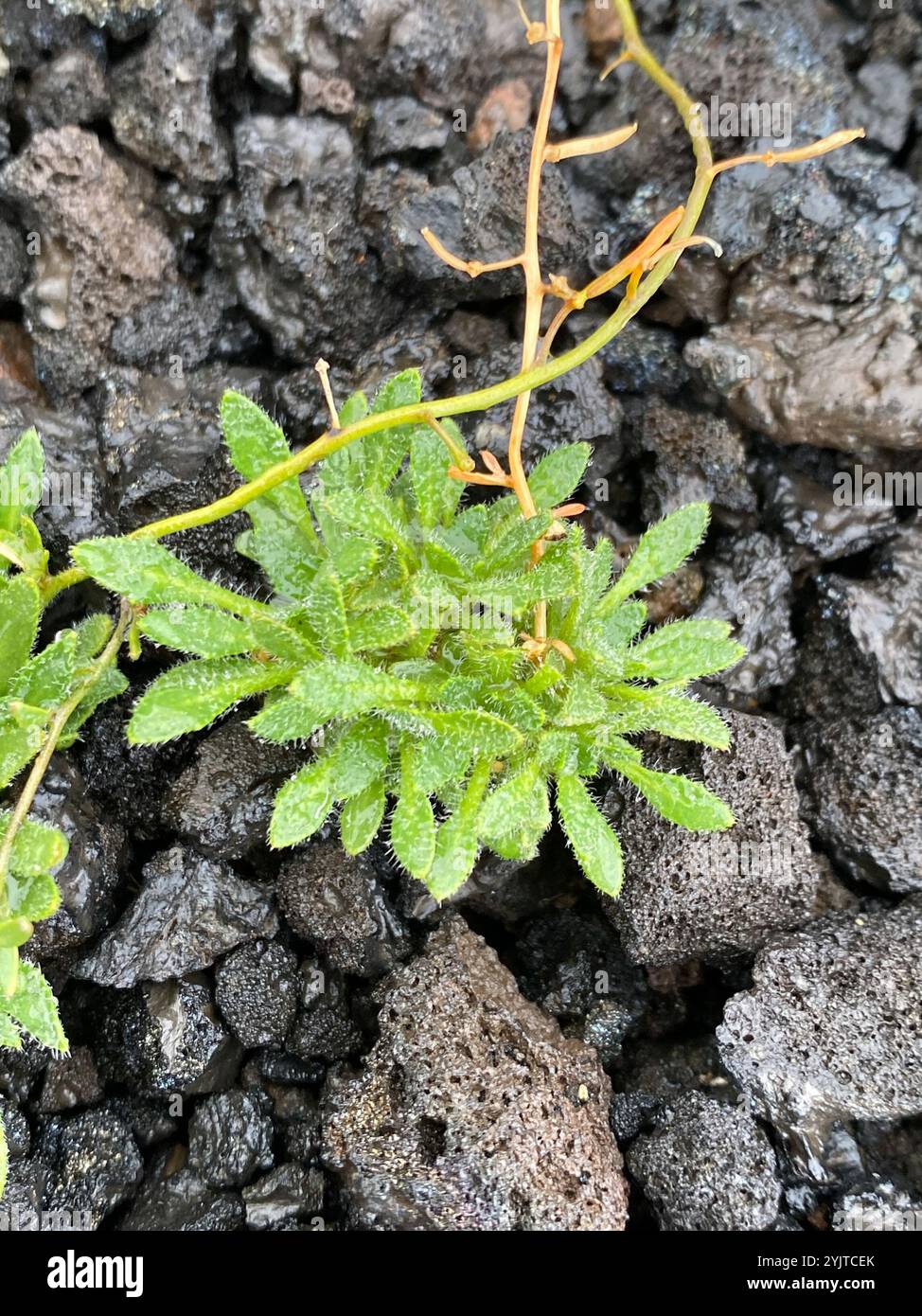mustard family (Brassicaceae Stock Photo - Alamy