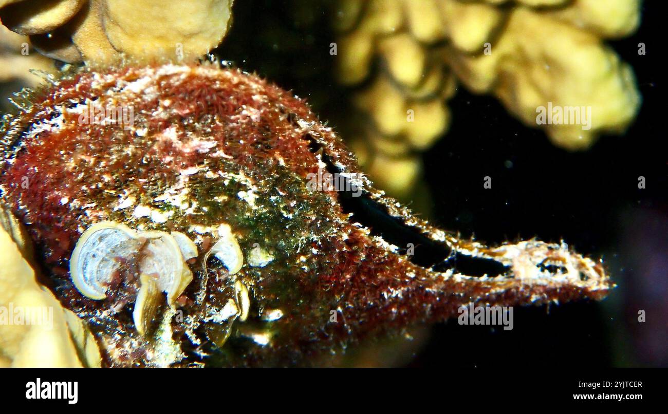 Egyptian Wing Oyster (Pteria aegyptiaca Stock Photo - Alamy