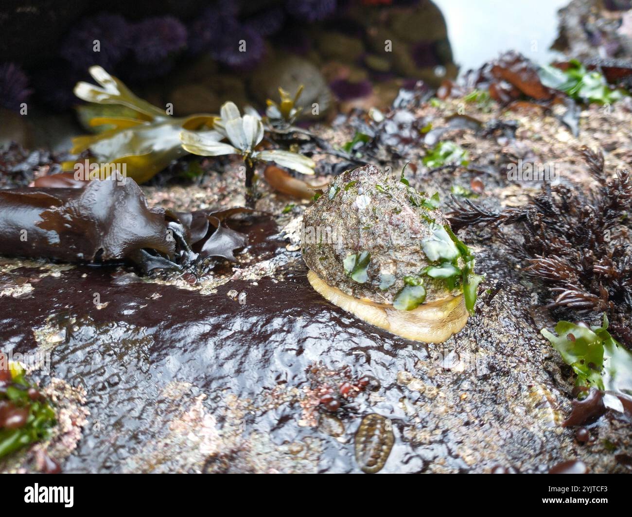 Haliotidae hi-res stock photography and images - Alamy