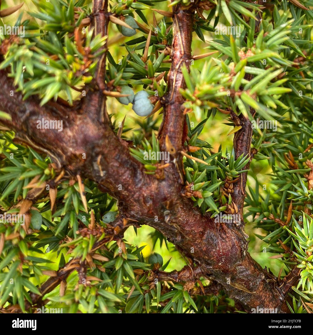 common juniper (Juniperus communis Stock Photo - Alamy