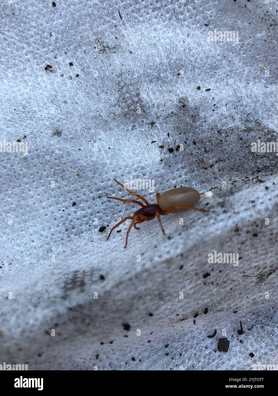 Woodlouse Spider (Dysdera crocata Stock Photo - Alamy