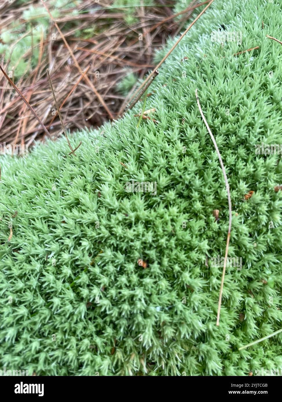 Pincushion Moss (Leucobryum glaucum Stock Photo - Alamy