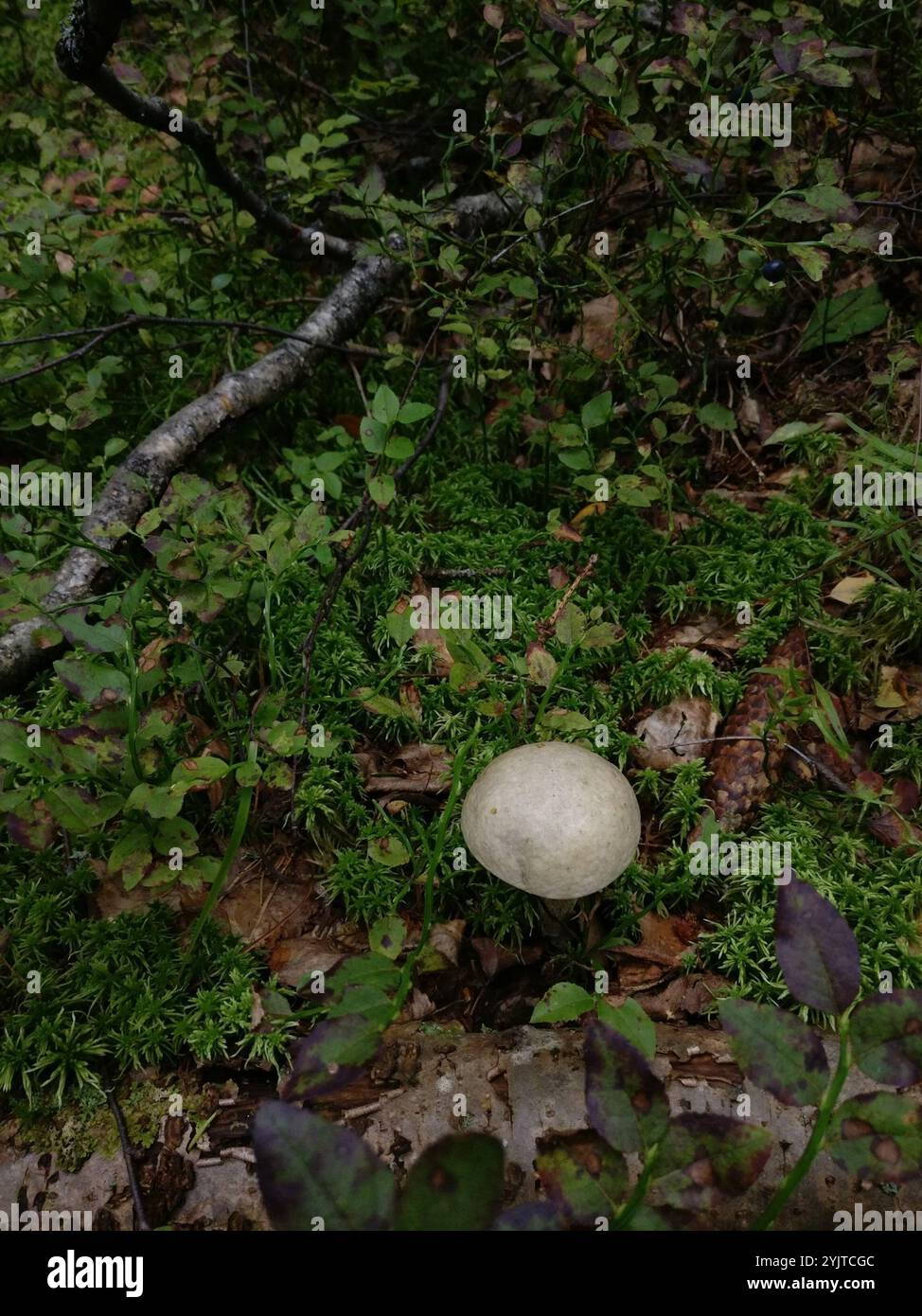 Ghost Bolete (Leccinum holopus Stock Photo - Alamy