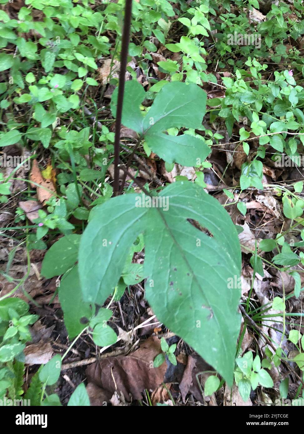 tall rattlesnake root (Nabalus altissimus Stock Photo - Alamy