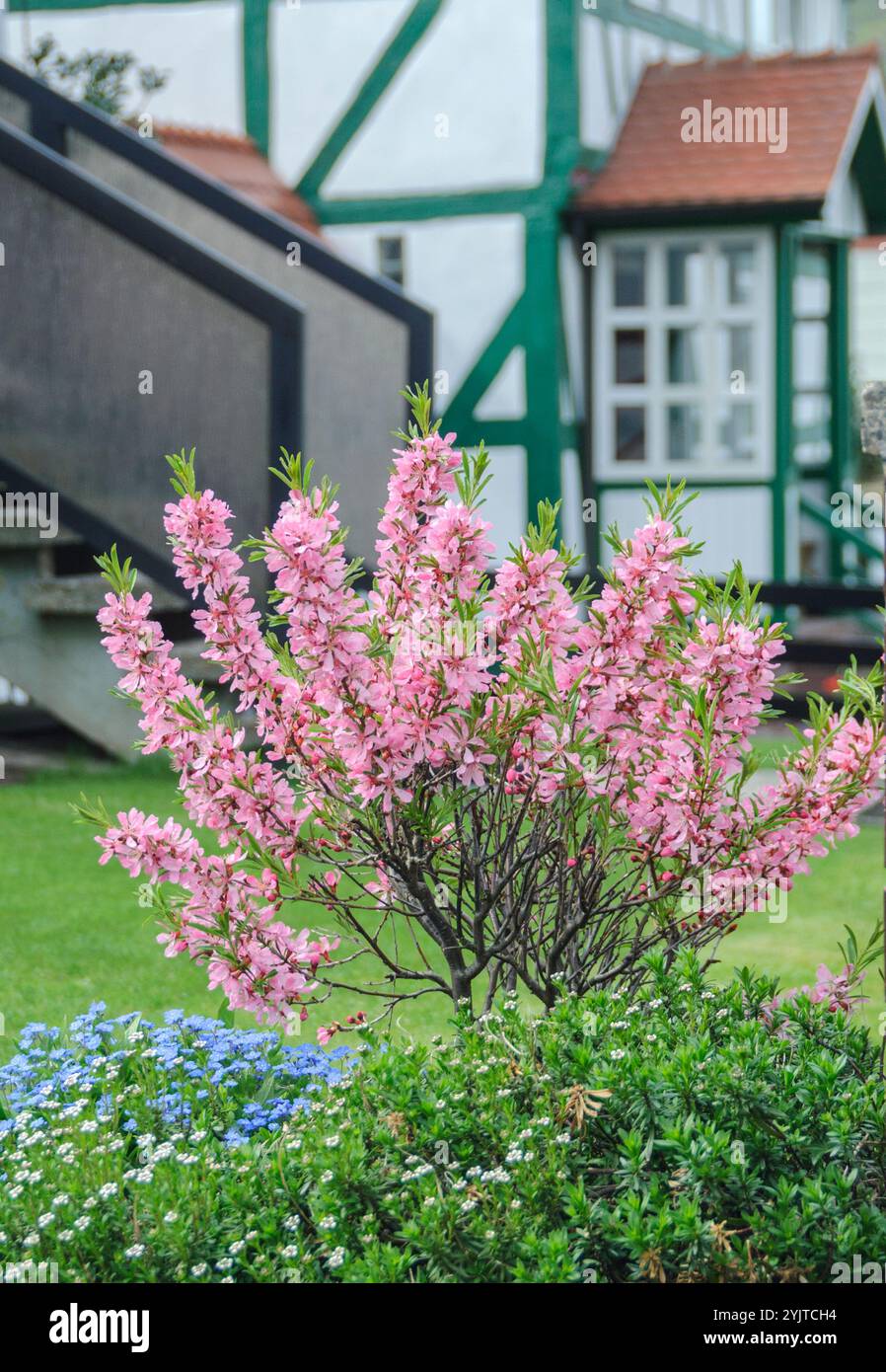 Prunus tenella ‘fire hill’ hi-res stock photography and images - Alamy