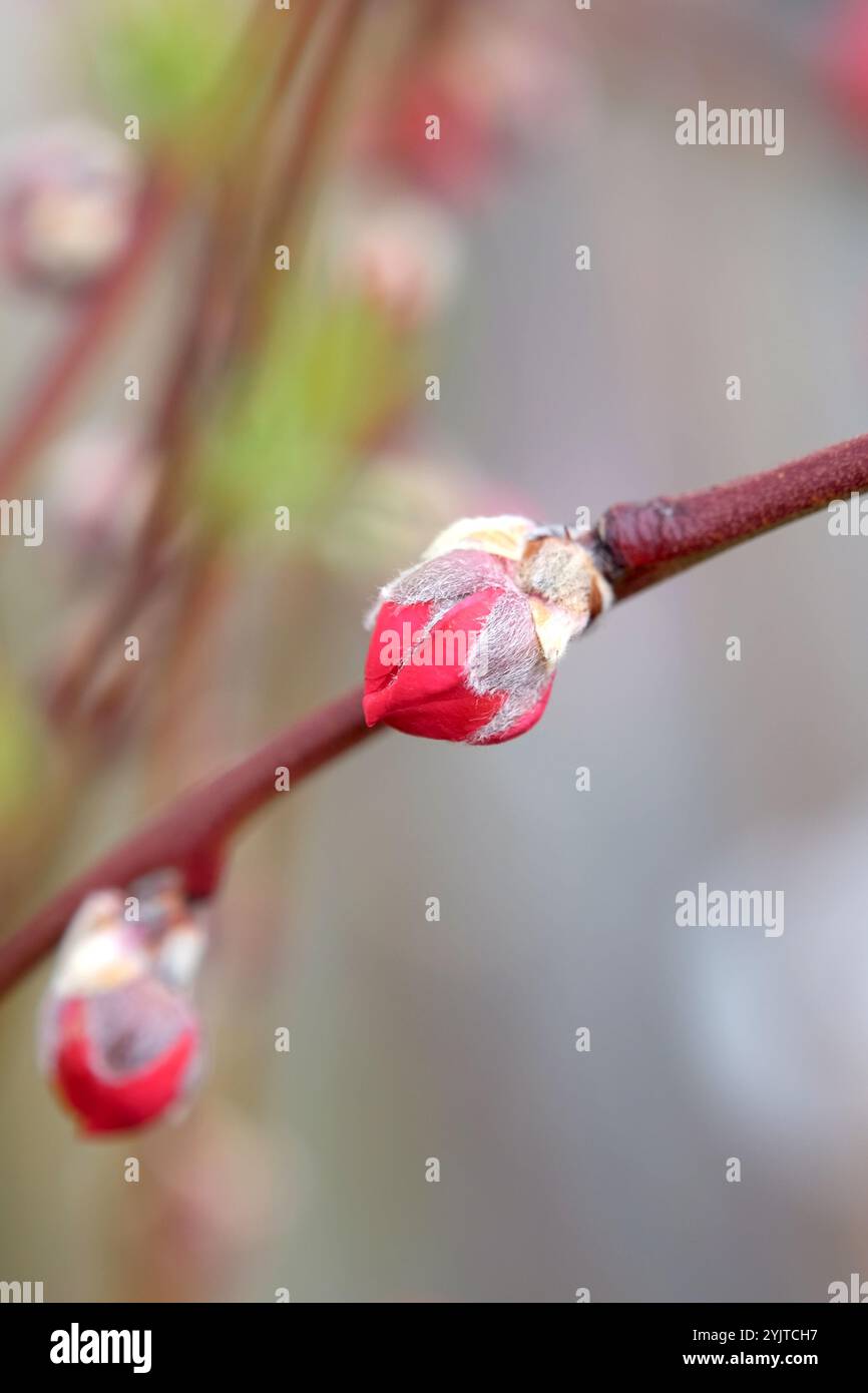 Zier-Pfirsich, Prunus persica Melred Weeping, Ornamental peach, Prunus ...