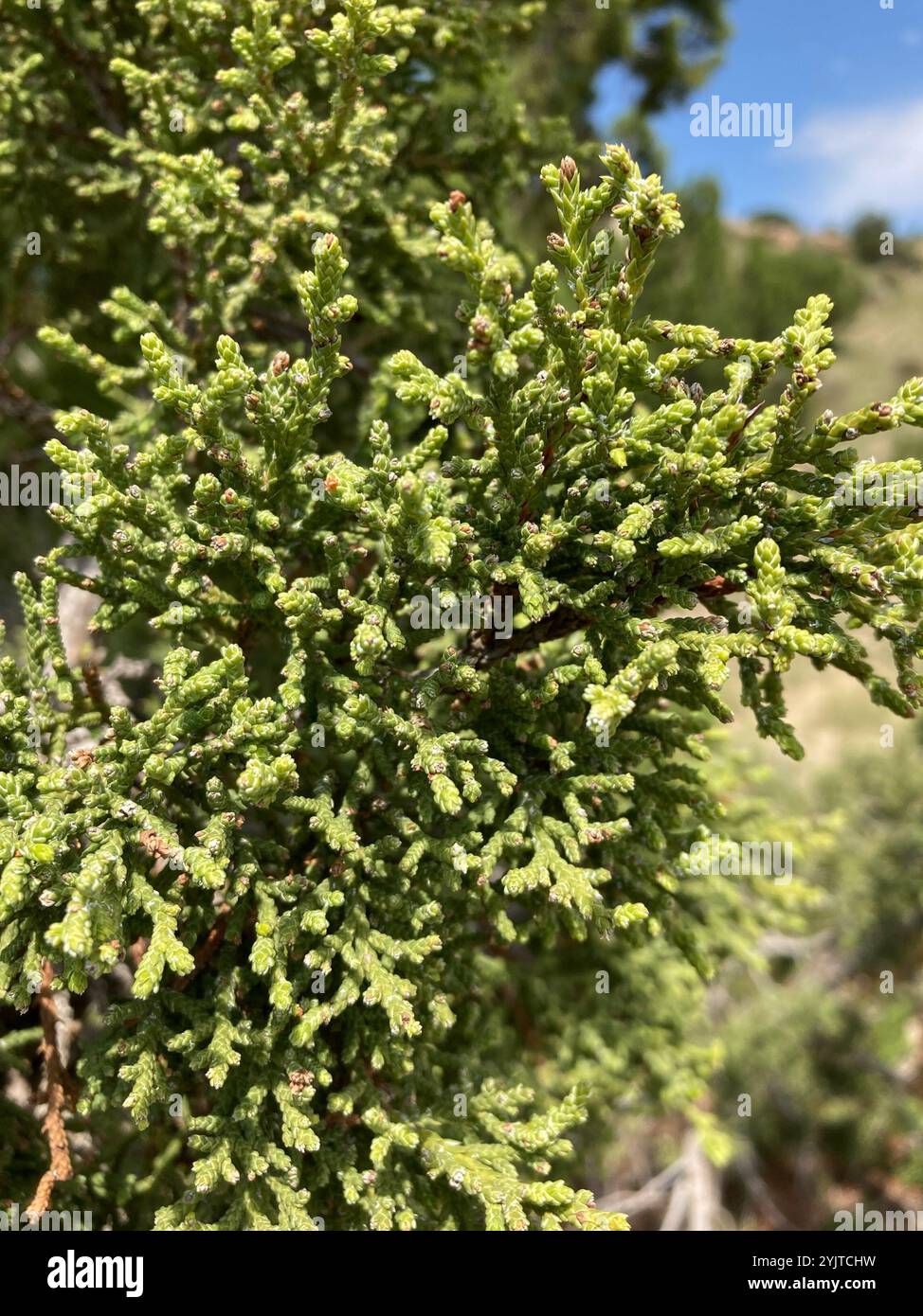 redberry juniper (Juniperus pinchotii Stock Photo - Alamy