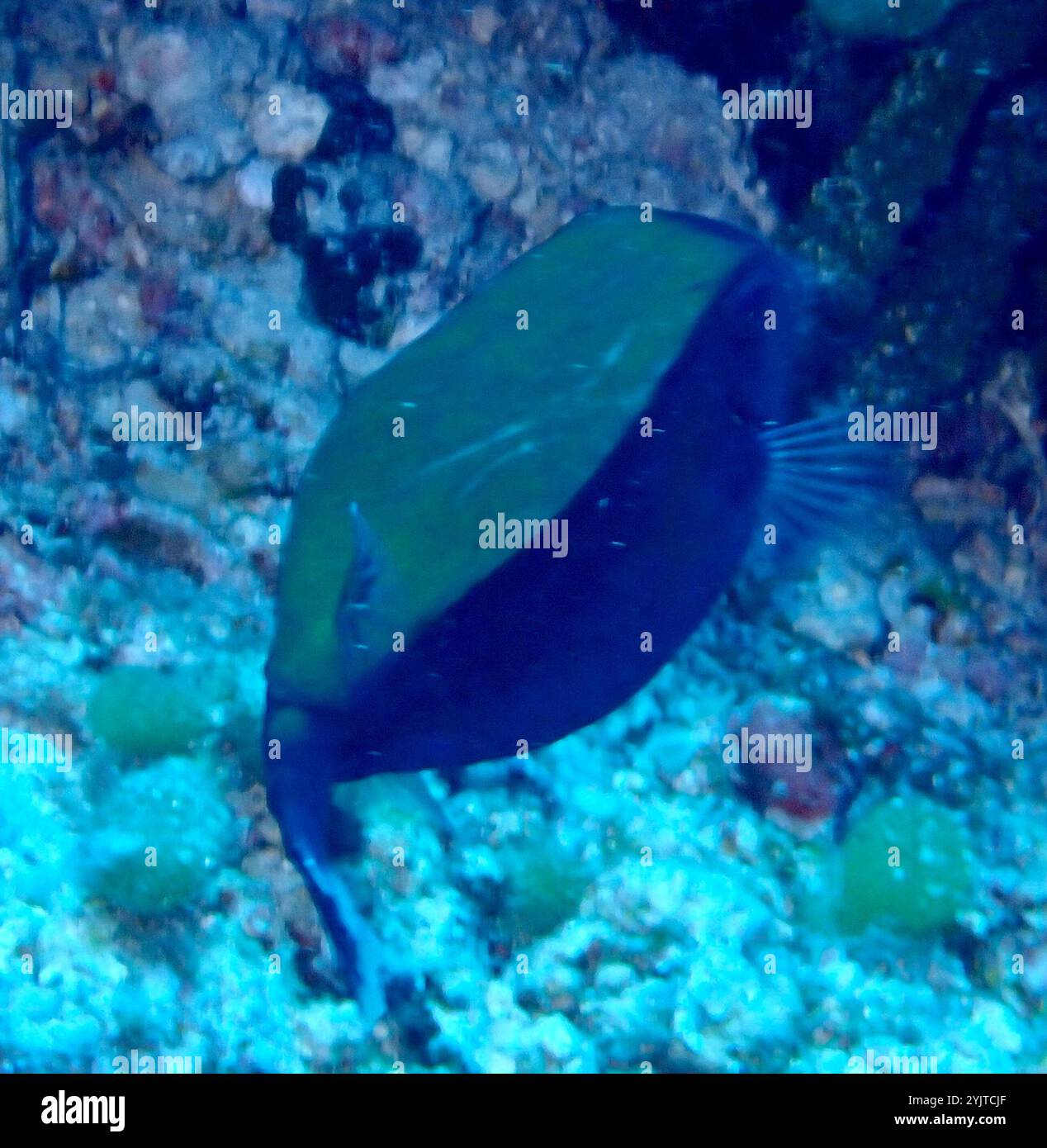 Bluetail Boxfish (Ostracion cyanurus Stock Photo - Alamy