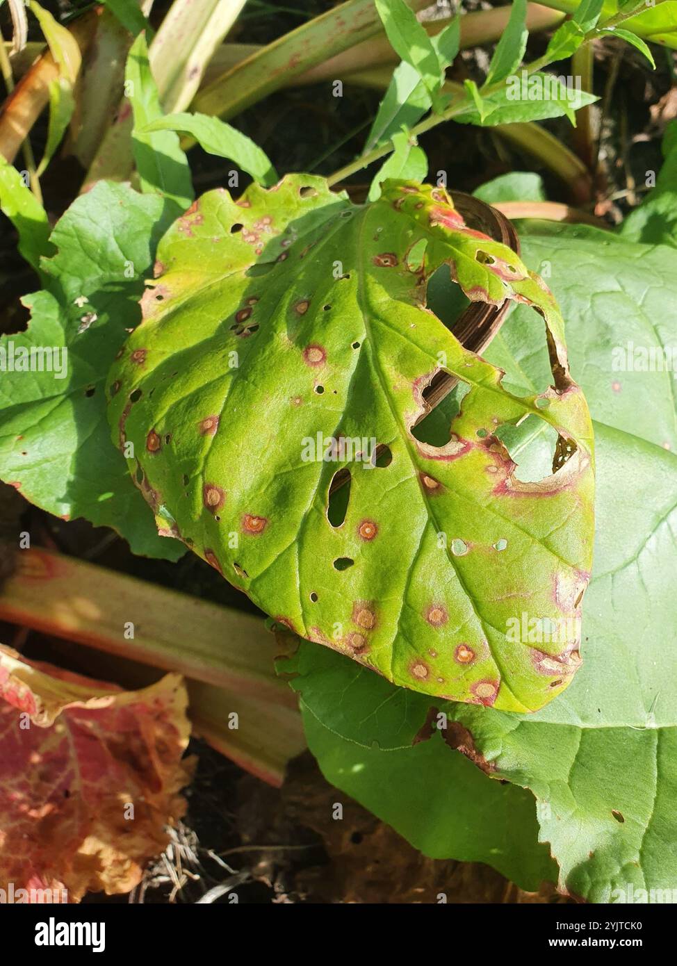 Ramularia hi-res stock photography and images - Alamy