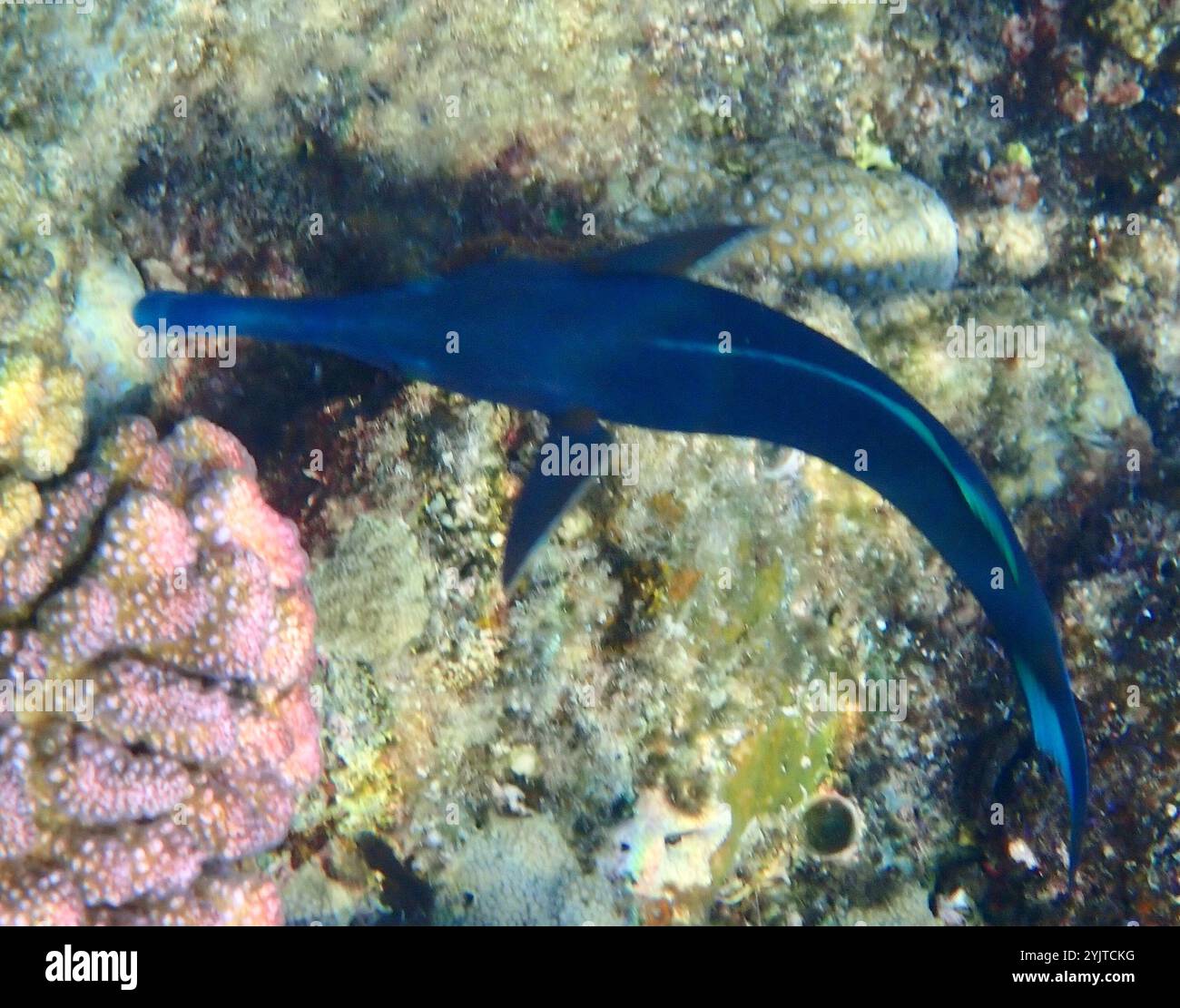 Red Sea Bird Wrasse (Gomphosus klunzingeri Stock Photo - Alamy