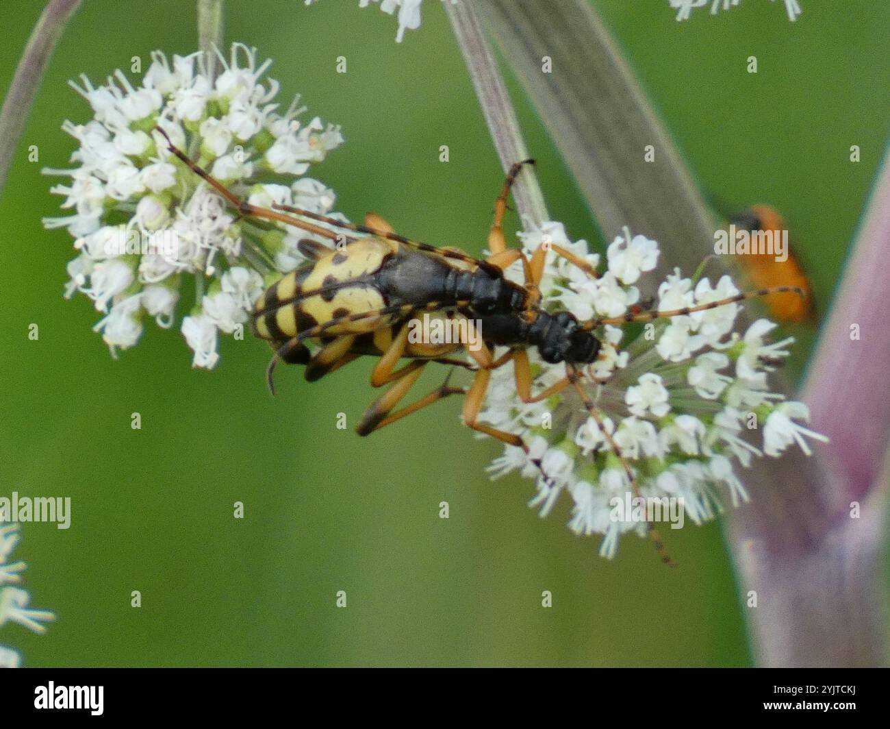 Spotted Longhorn Beetle (Rutpela maculata Stock Photo - Alamy