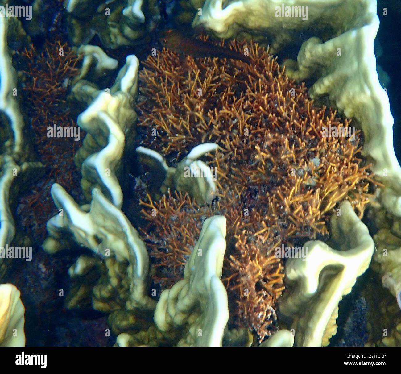 Amphiroa fragilissima hi-res stock photography and images - Alamy