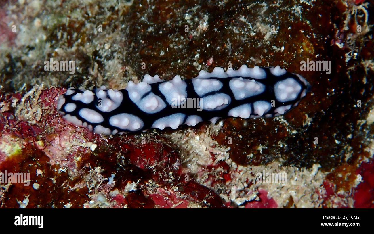 Pustulose Wart Slug (Phyllidiella pustulosa Stock Photo - Alamy