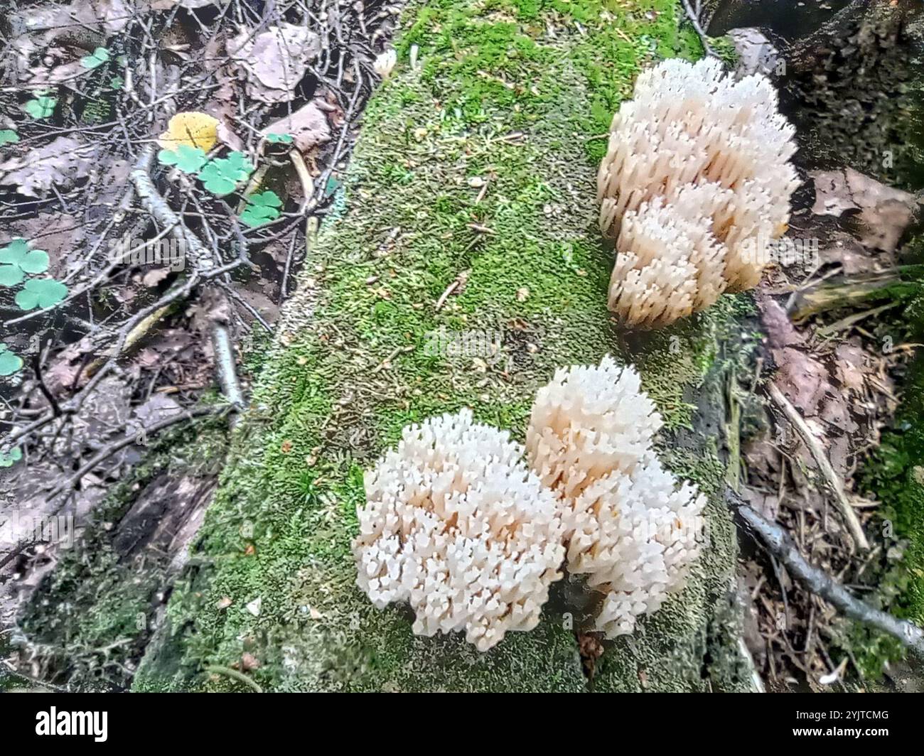 crown-tipped coral fungus (Artomyces pyxidatus Stock Photo - Alamy