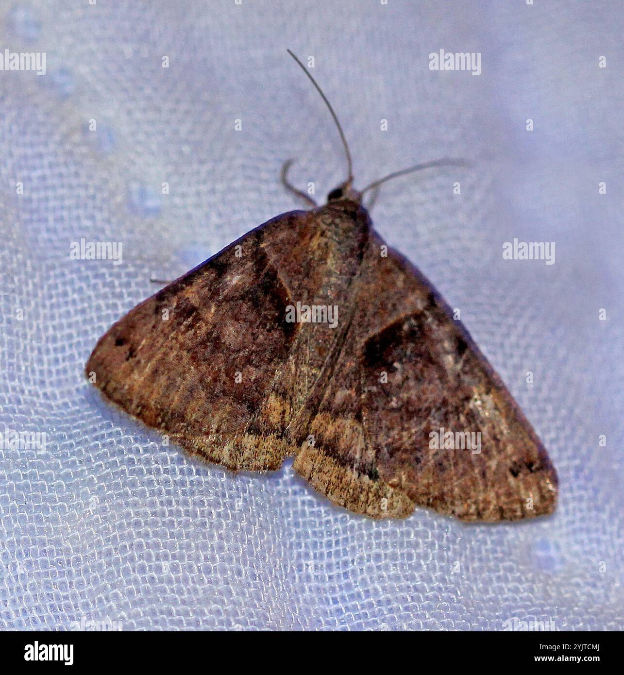 Crassiuscula hi-res stock photography and images - Alamy