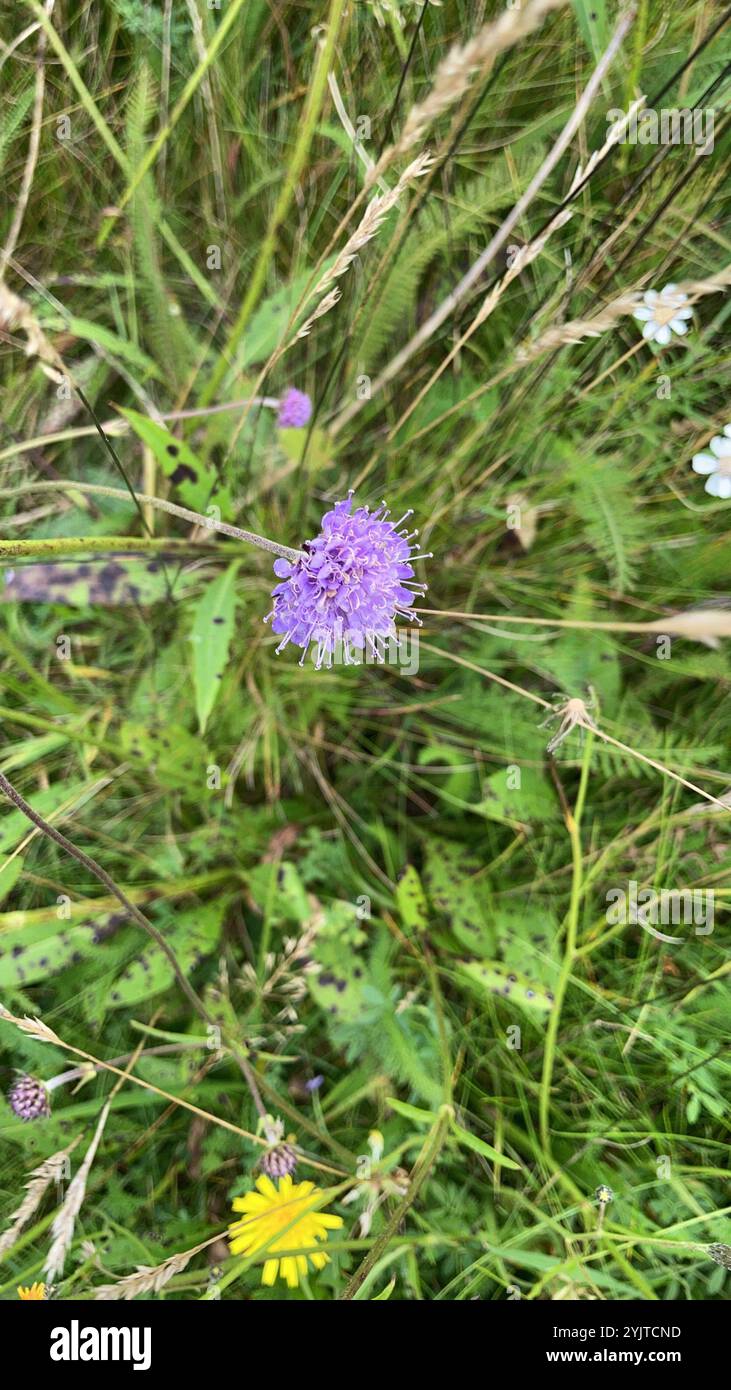 Devil's-bit Scabious (Succisa pratensis Stock Photo - Alamy
