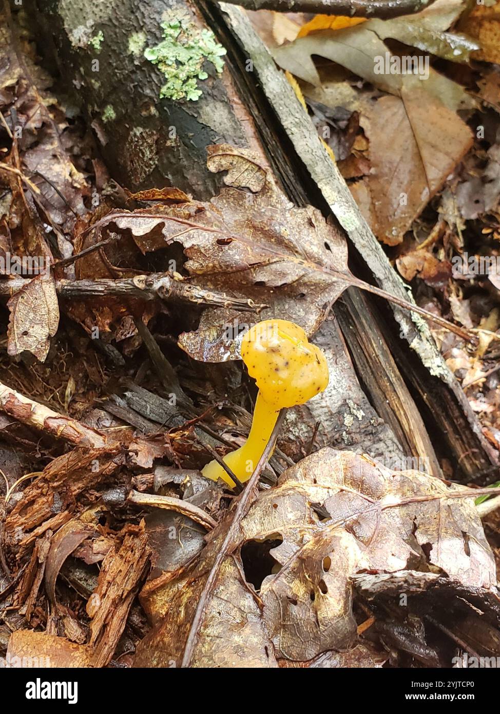 Ochre Jelly Club (Leotia lubrica Stock Photo - Alamy