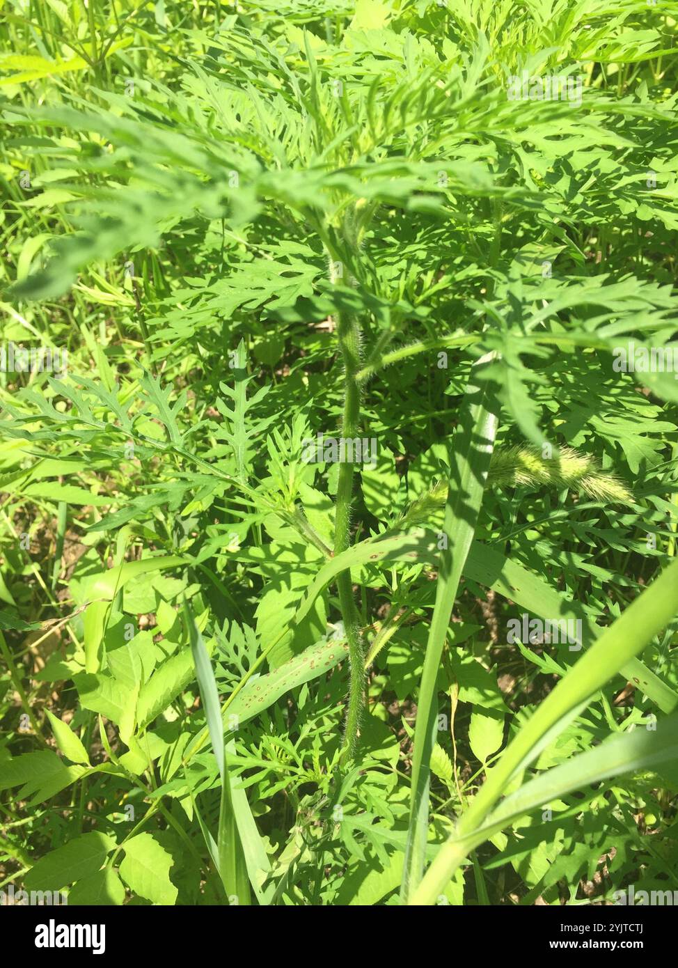 common ragweed (Ambrosia artemisiifolia Stock Photo - Alamy