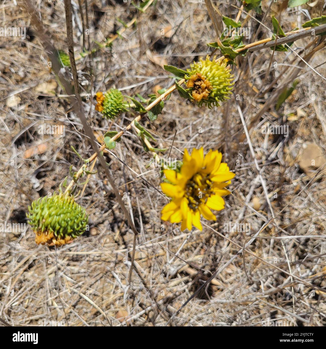 Great Valley gumweed (Grindelia camporum Stock Photo - Alamy