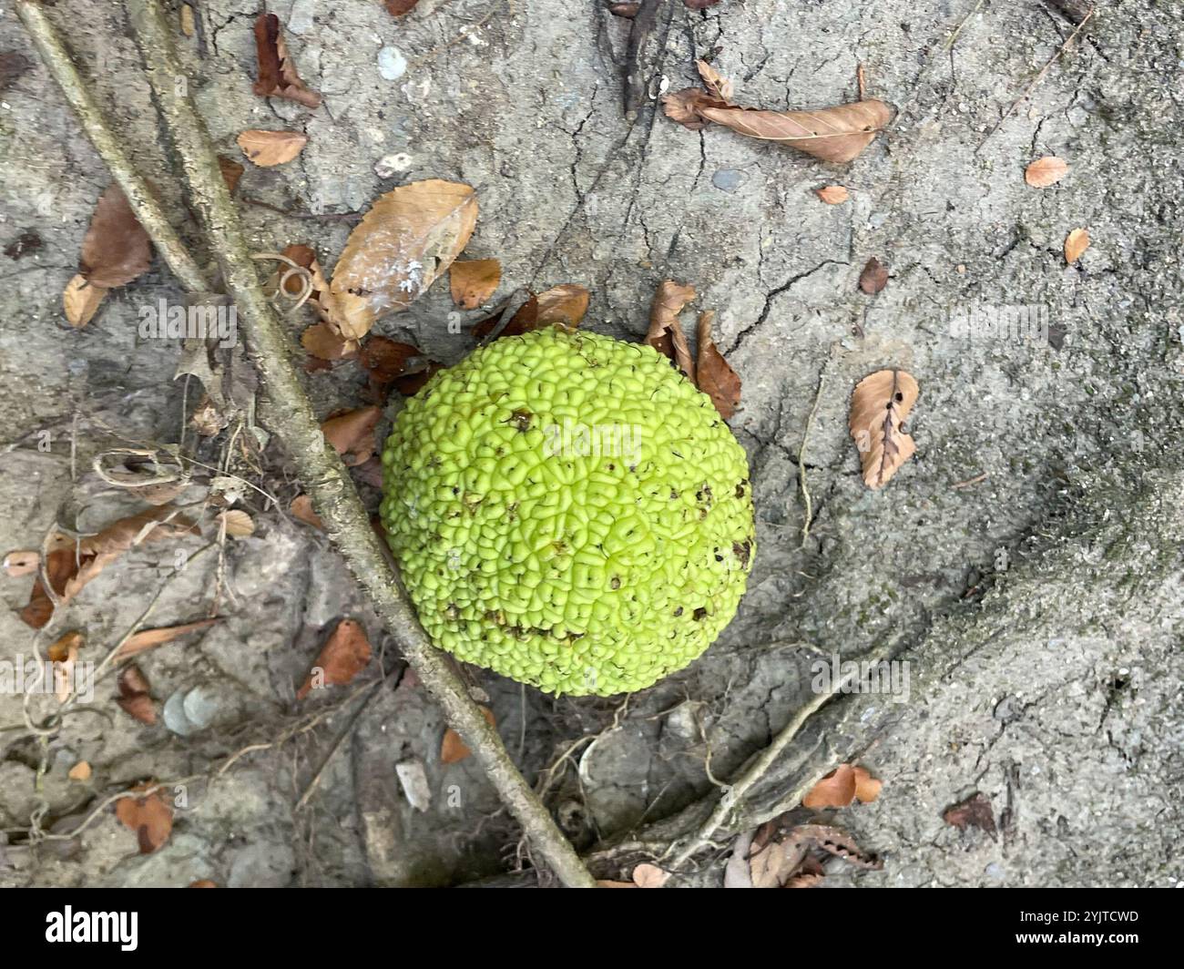 Osage-orange (Maclura pomifera Stock Photo - Alamy