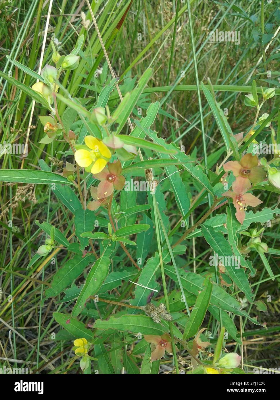 Seedbox (Ludwigia alternifolia Stock Photo - Alamy