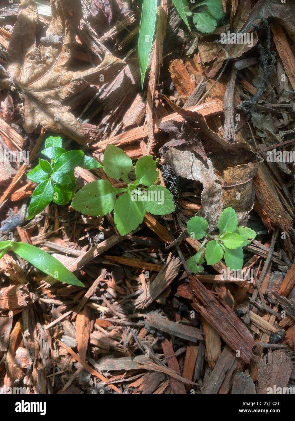 straggler daisy (Calyptocarpus vialis Stock Photo - Alamy