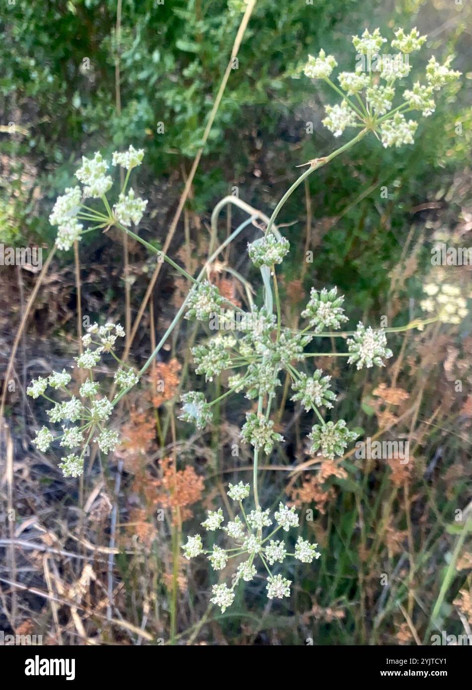 Kellogg's yampah (Perideridia kelloggii Stock Photo - Alamy