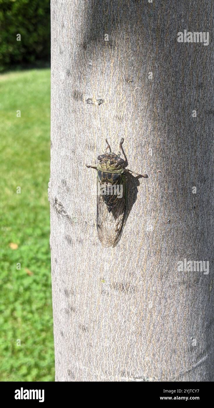 Northern Dog-day Cicada (Neotibicen canicularis Stock Photo - Alamy
